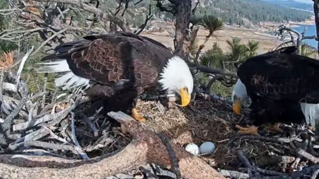 $10 Million Race to Save Big Bear Bald Eagles: Jackie and Shadow’s ...